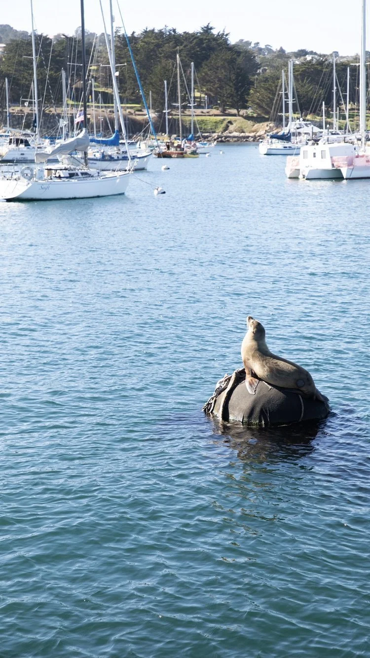 FutureSwell | Sharing Ocean Climate Solutions