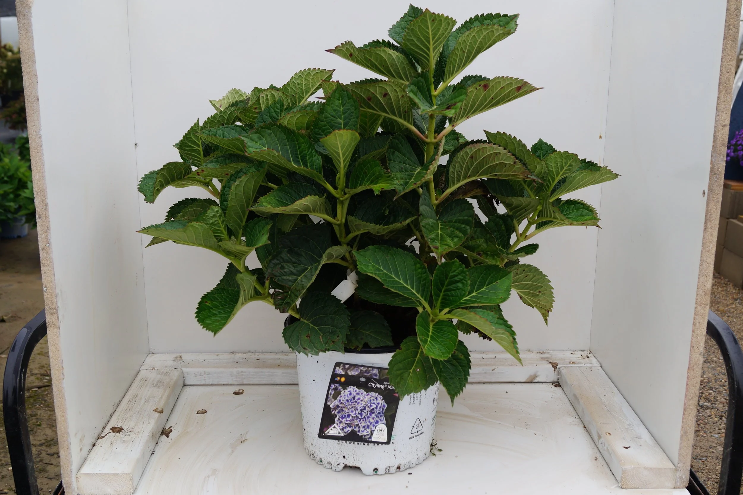 Hydrangea (Cityline Mars) — The Cottage Gardens Lansing