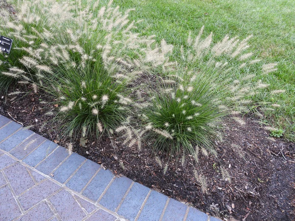Fountain Grass (Piglet) — The Cottage Gardens Lansing