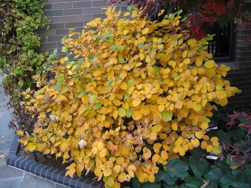 Dwarf Fothergilla Blue Mist
