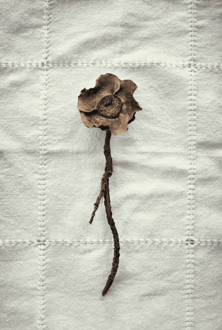 Nick Howe - lifestyle & drinks photographer