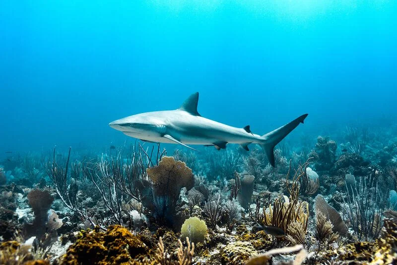 Sharks In The Virgin Islands
