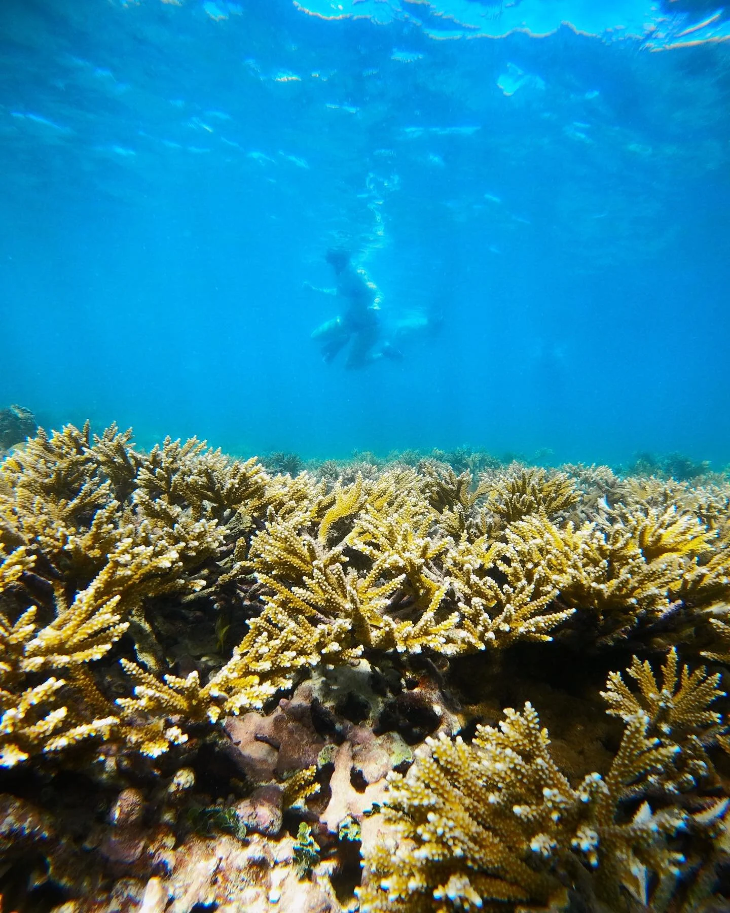 Our Boats & Rates | Private Boat Charters | Island Roots Charters