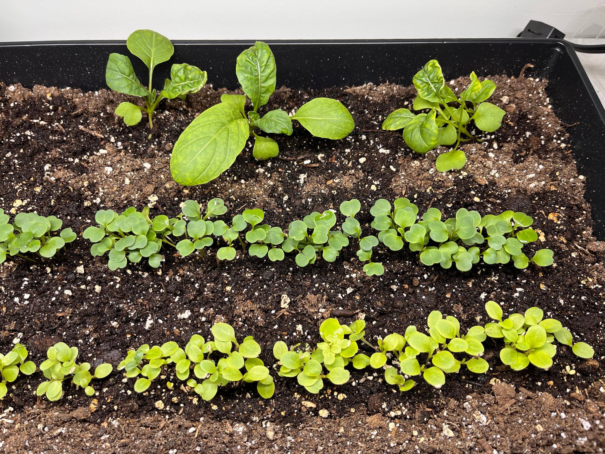 The PATCH London— About The Organization