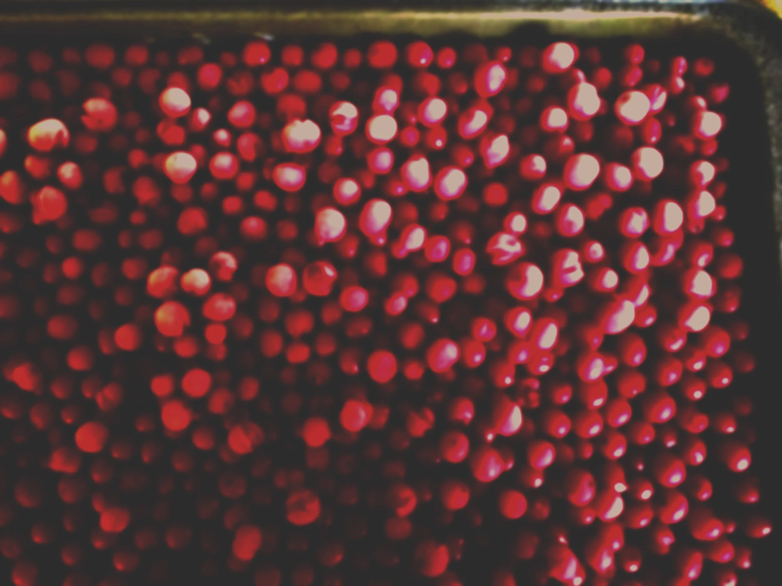 The Patch London— Volunteer