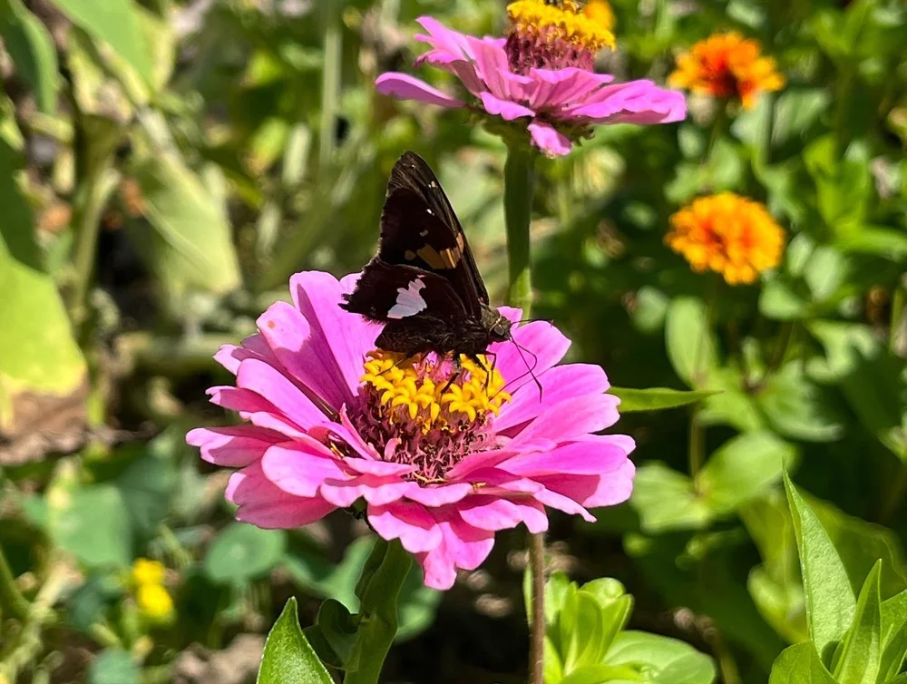 The PATCH London— Volunteer