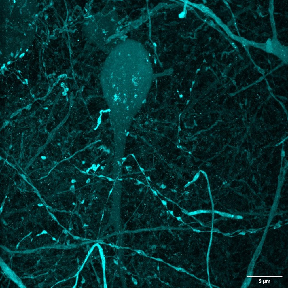 Gallery 3 — The Dean Lab