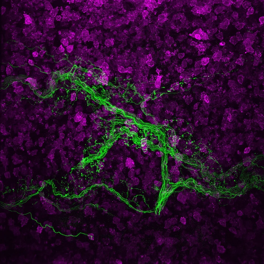 Gallery 3 — The Dean Lab