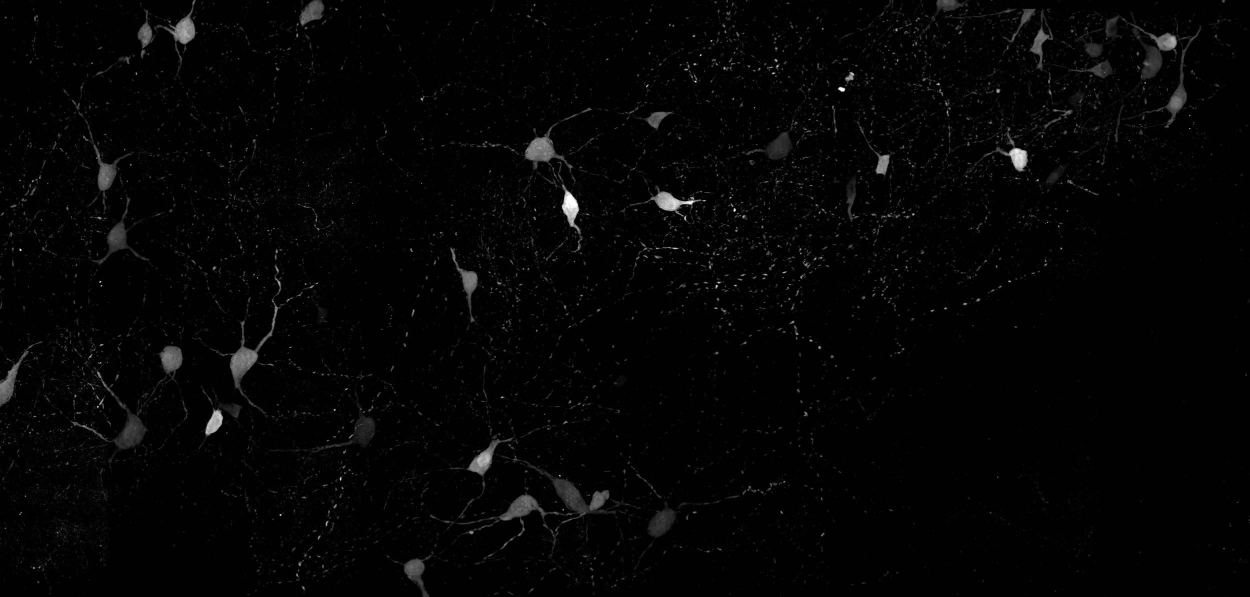 Gallery 3 — The Dean Lab