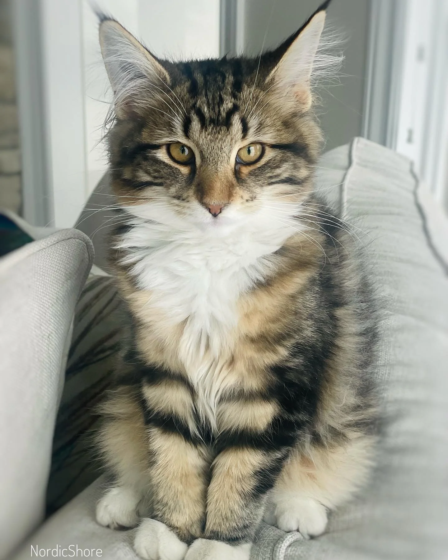 NordicShore Cattery