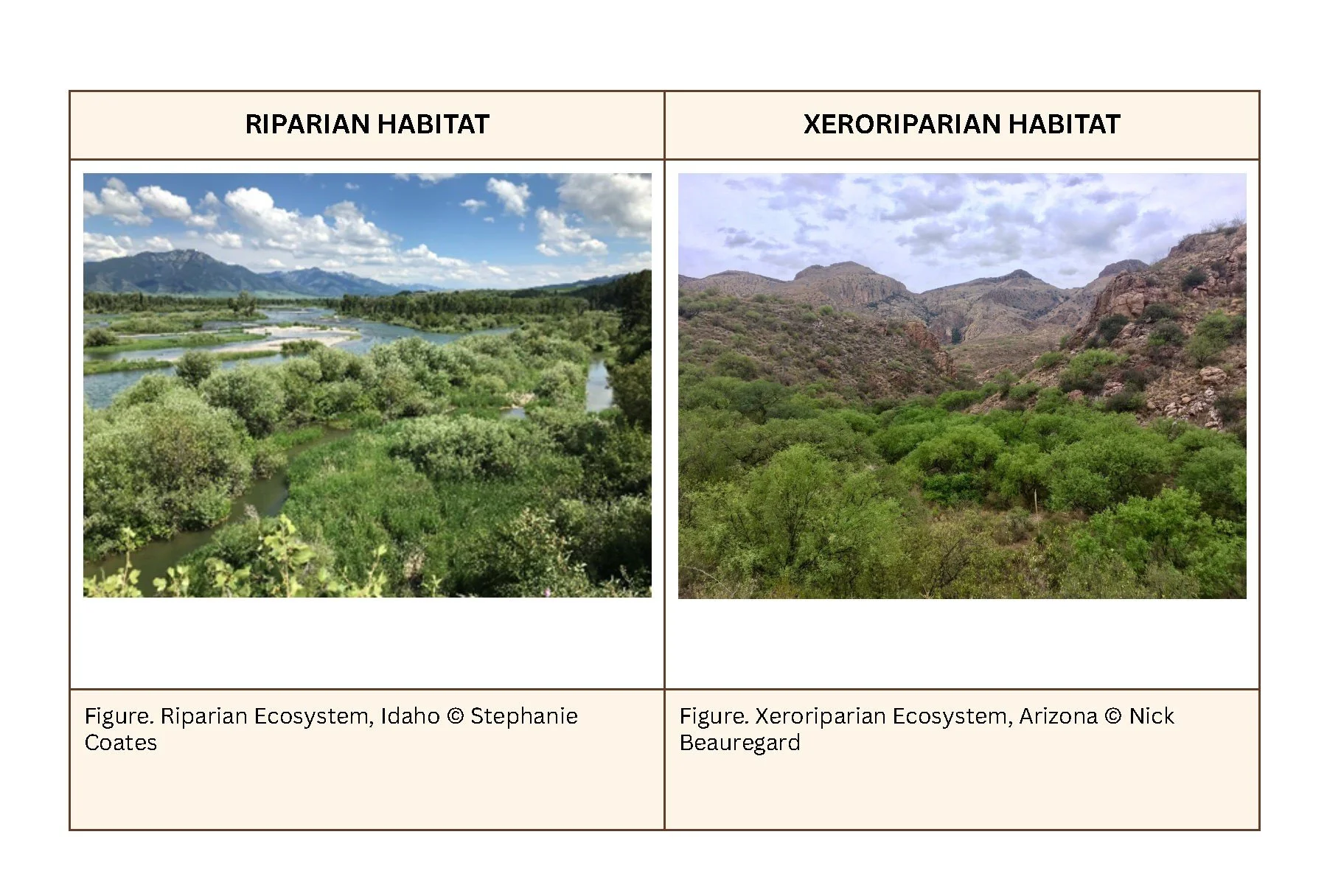Restoration — WESTERN YELLOW-BILLED CUCKOO WORKING GROUP