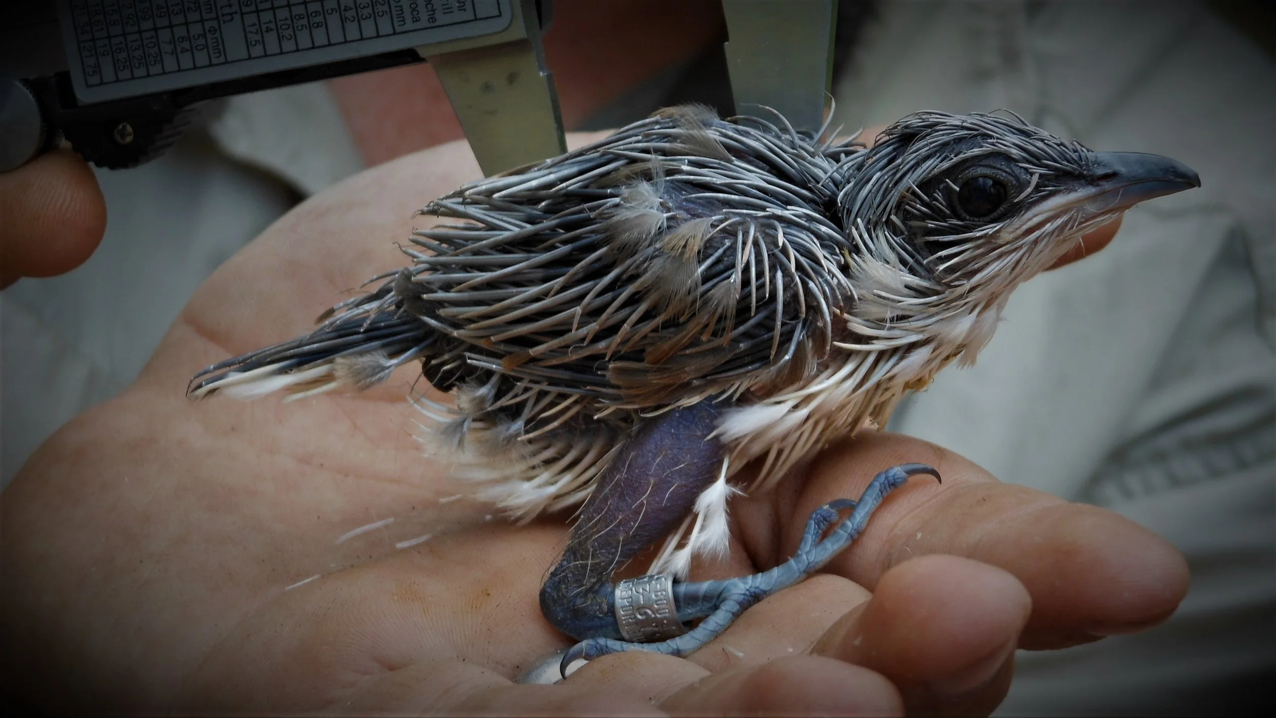 WESTERN YELLOW-BILLED CUCKOO WORKING GROUP