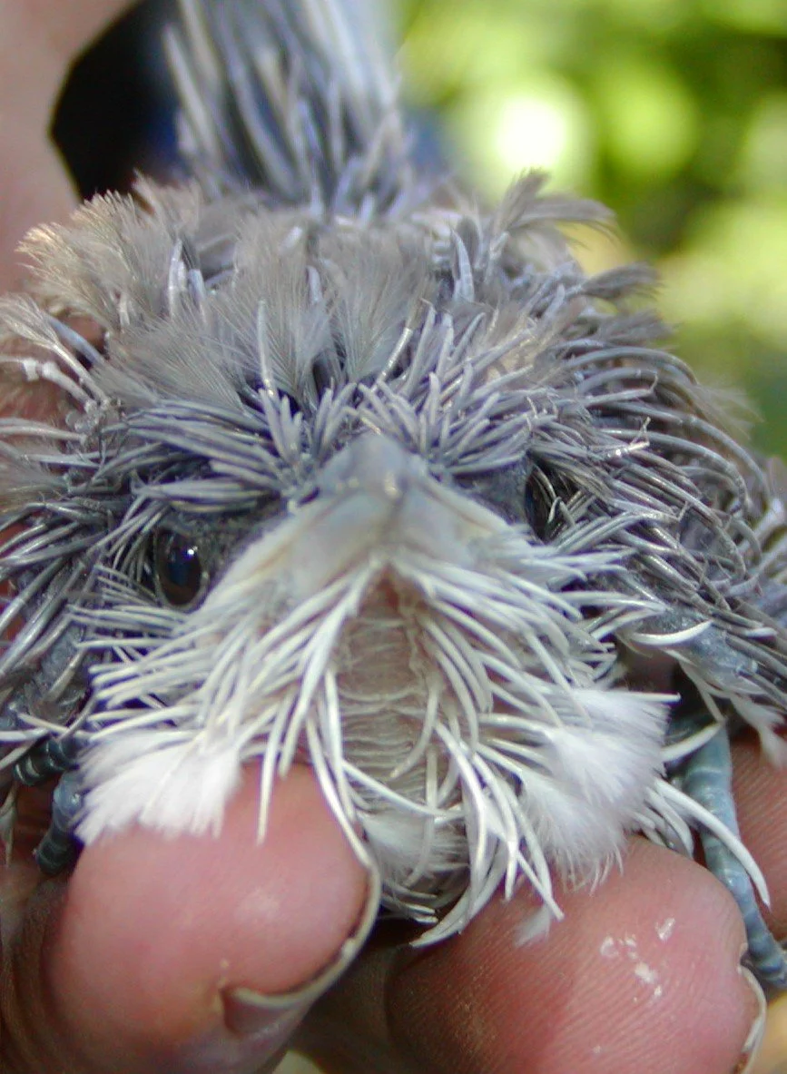 Resources — WESTERN YELLOW-BILLED CUCKOO WORKING GROUP