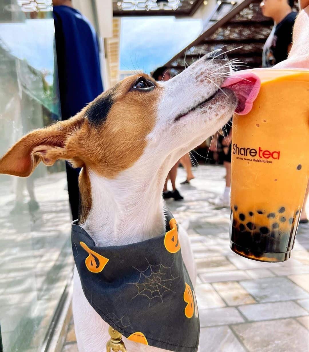 Sharetea - Best Bubble Tea Brand