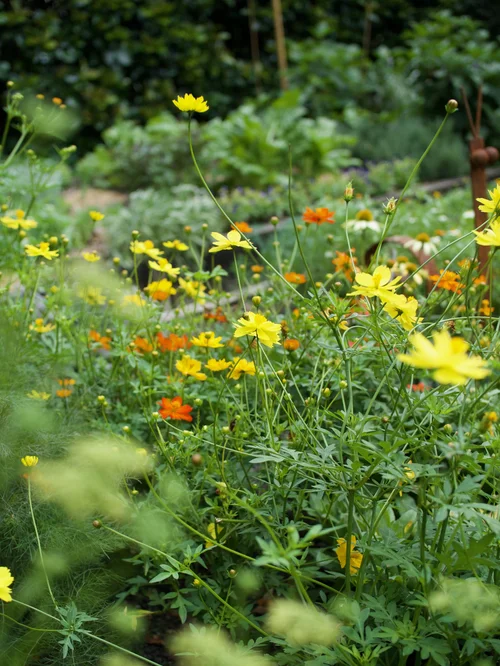 Cakes — Wild Canary Botanical Bistro