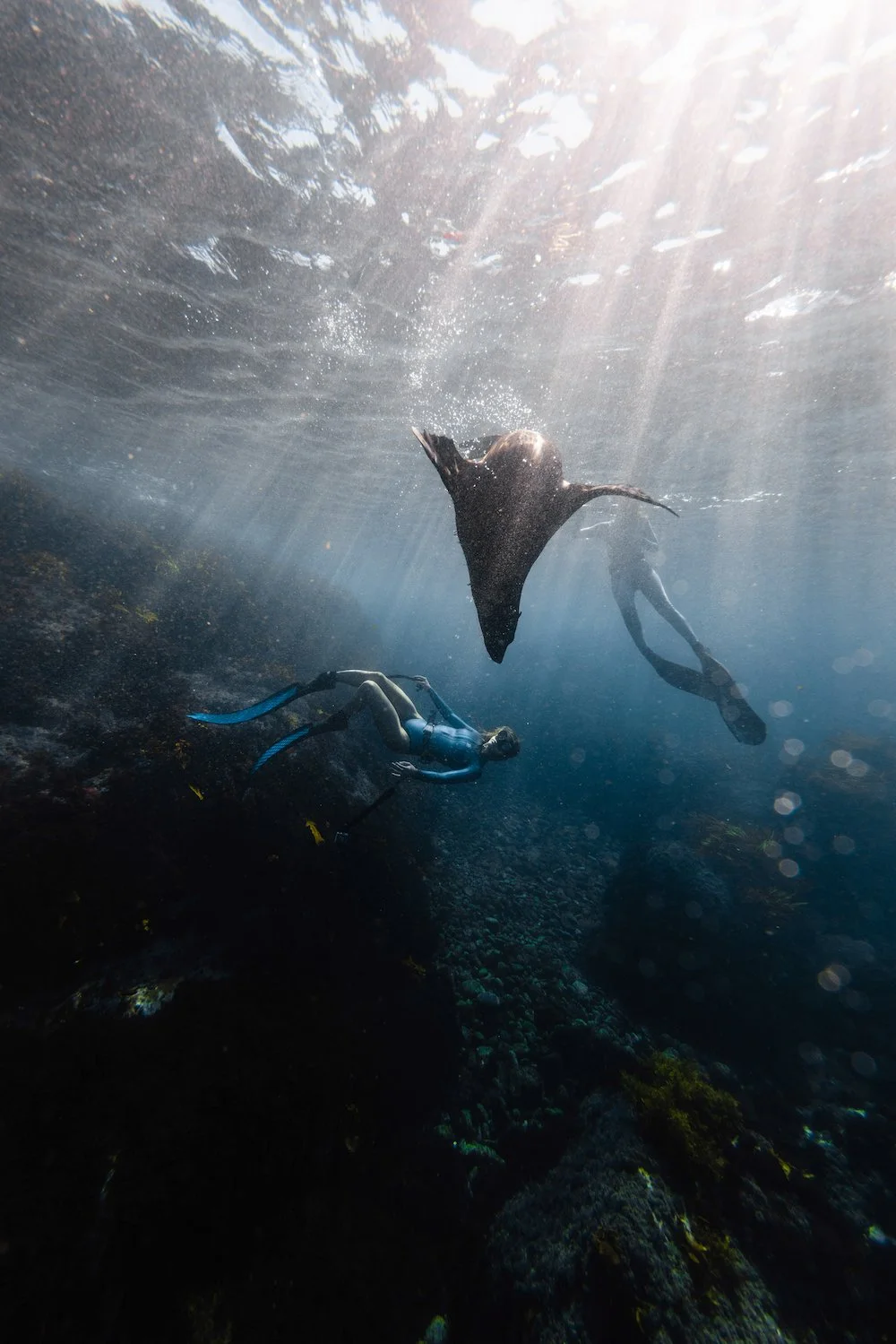 Freedive with Seals — Immersia Freediving