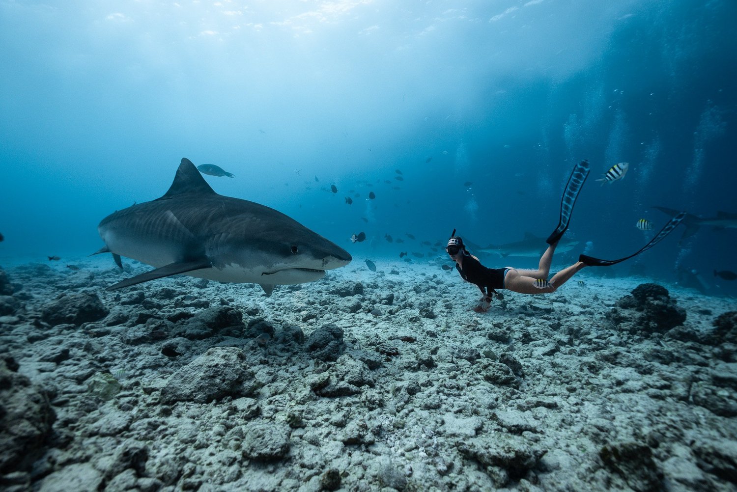 Freedive with Sharks in the Maldives – Tiger Sharks & More — Immersia ...