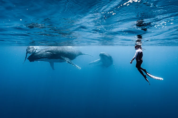 Swim with Whales in Moorea — Immersia Freediving