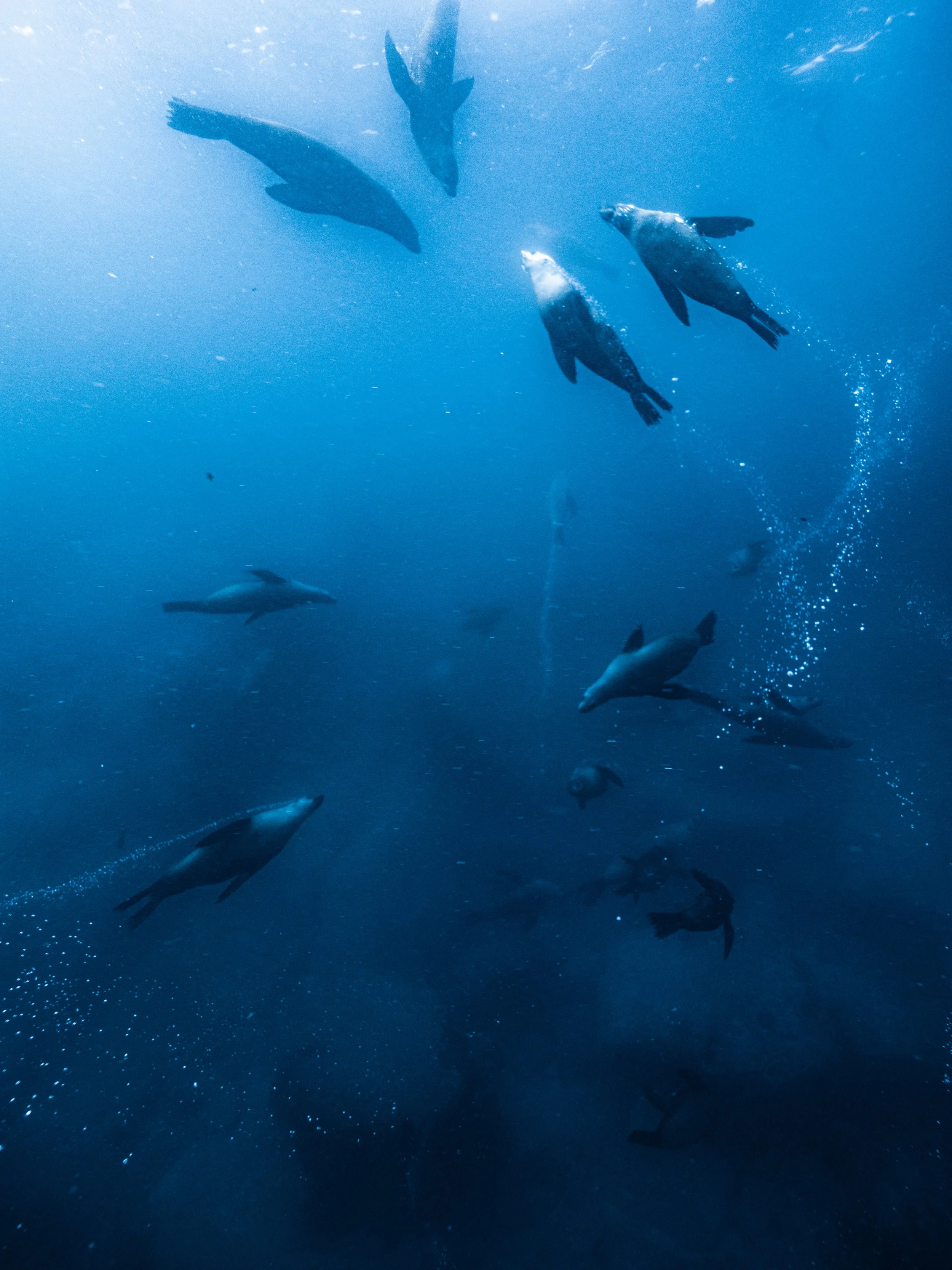Freedive with Seals — Immersia Freediving