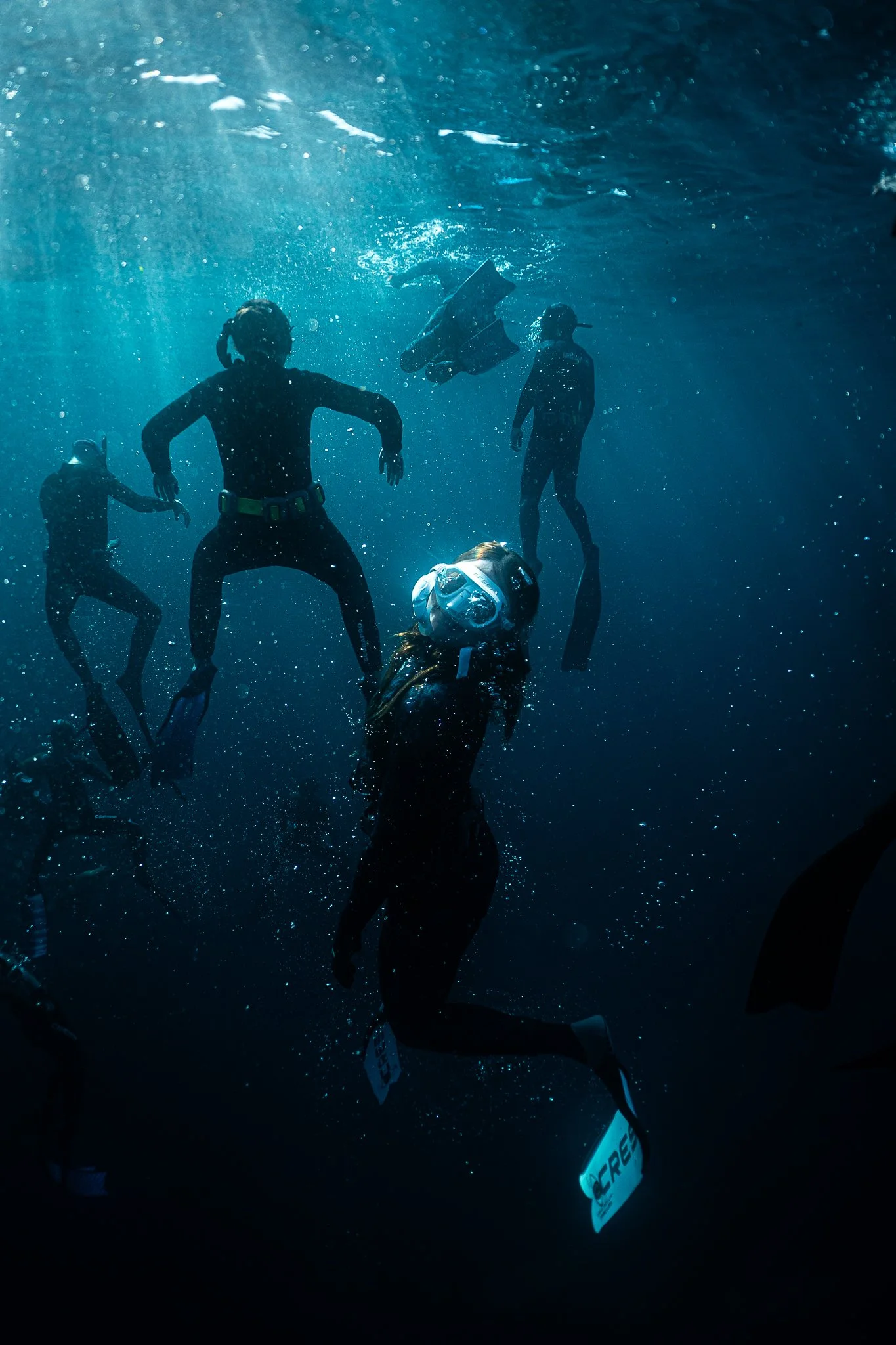 Freedive with Seals — Immersia Freediving