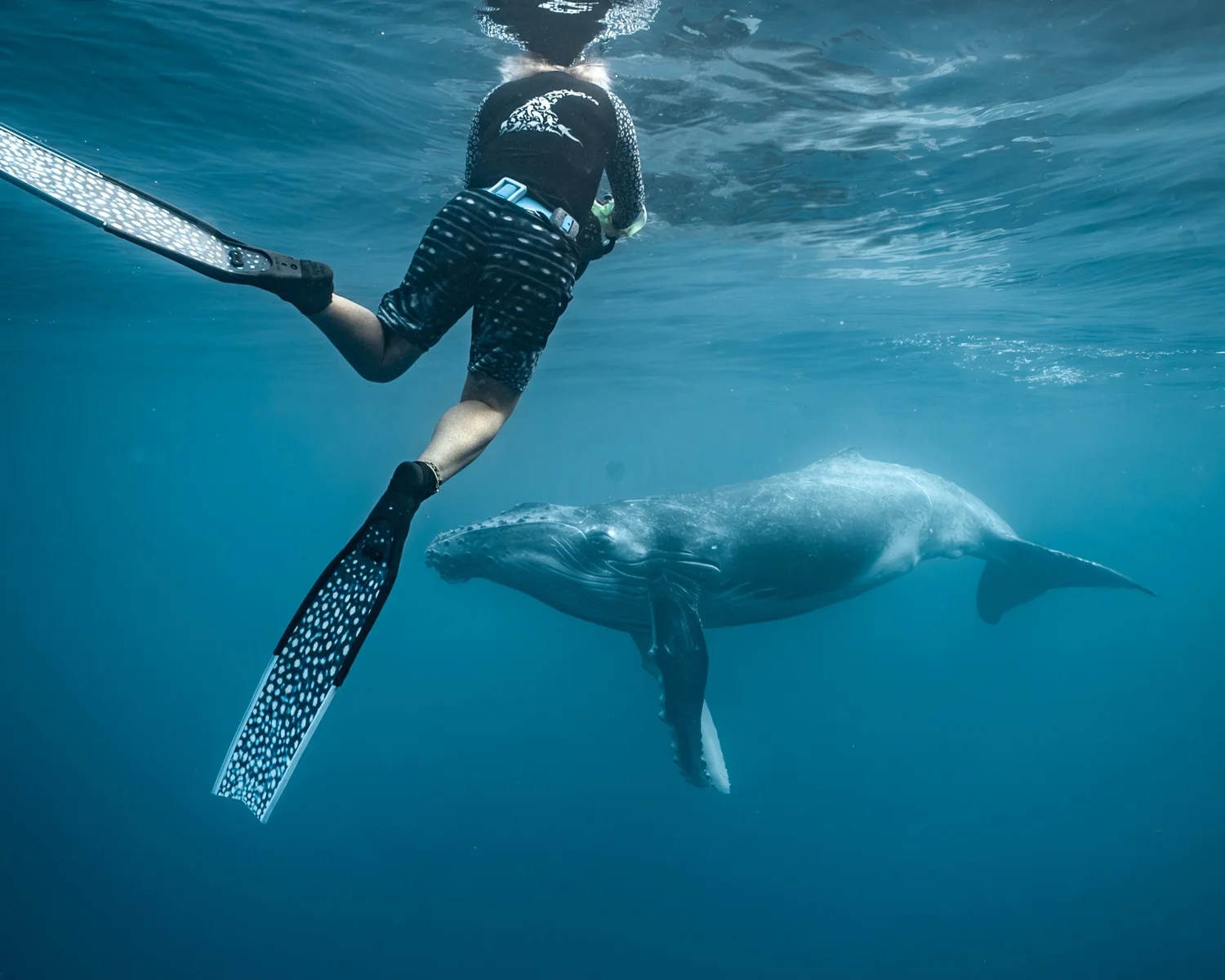 BEST FREEDIVING FINS IN 2025 – FOR BEGINNERS — Immersia Freediving