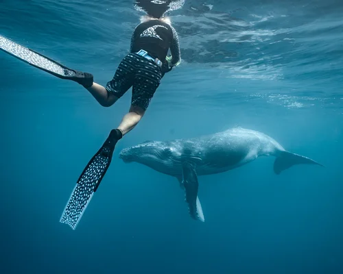 BEST FREEDIVING FINS IN 2025 – FOR BEGINNERS — Immersia Freediving