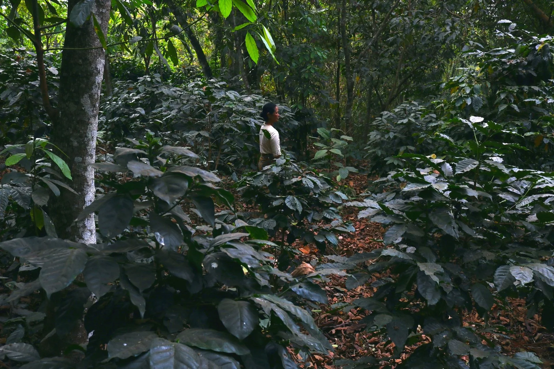 Pink Headed Duck Coffee - Myanmar Specialty Green Coffee