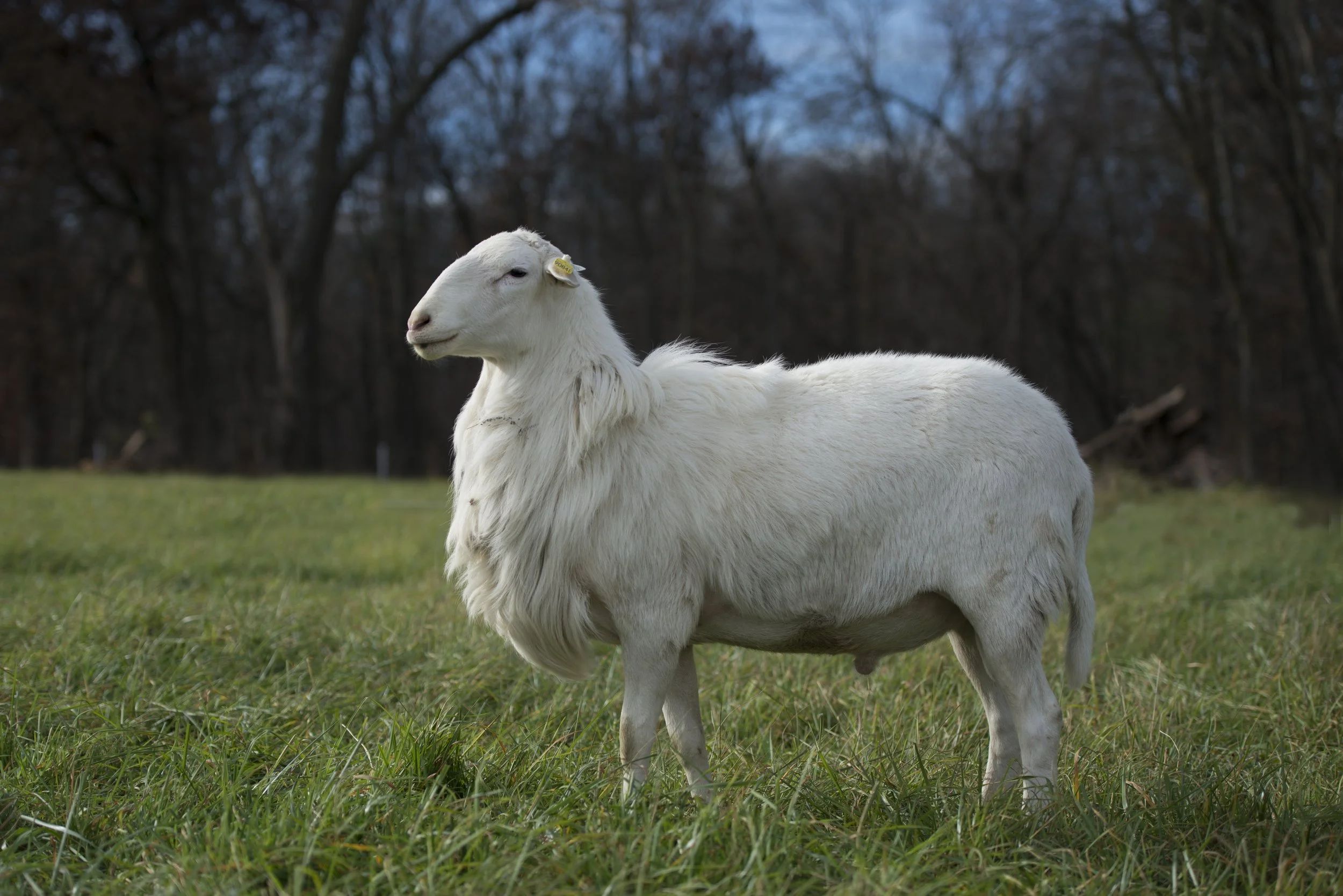 St. Croix Hair Sheep — Lesniak Farm