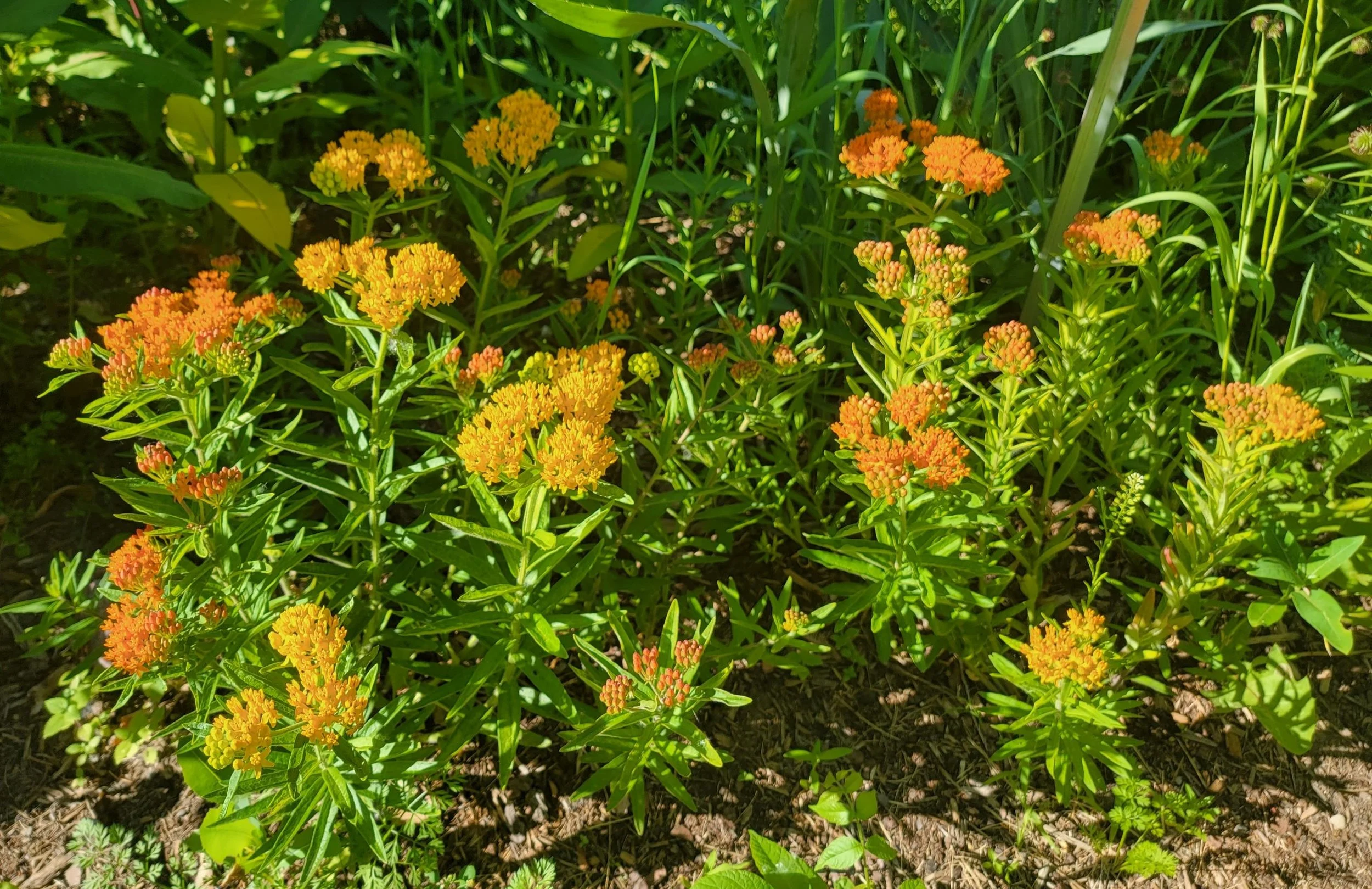 Why natives — Detroit Abloom