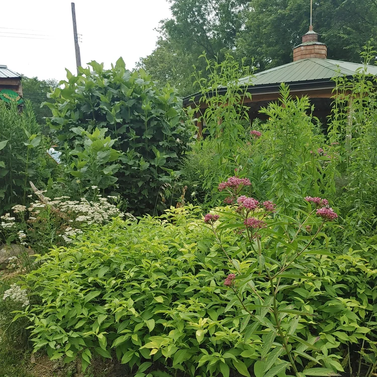 Detroit Abloom | Explore, Grow, Thrive – Join Us Today