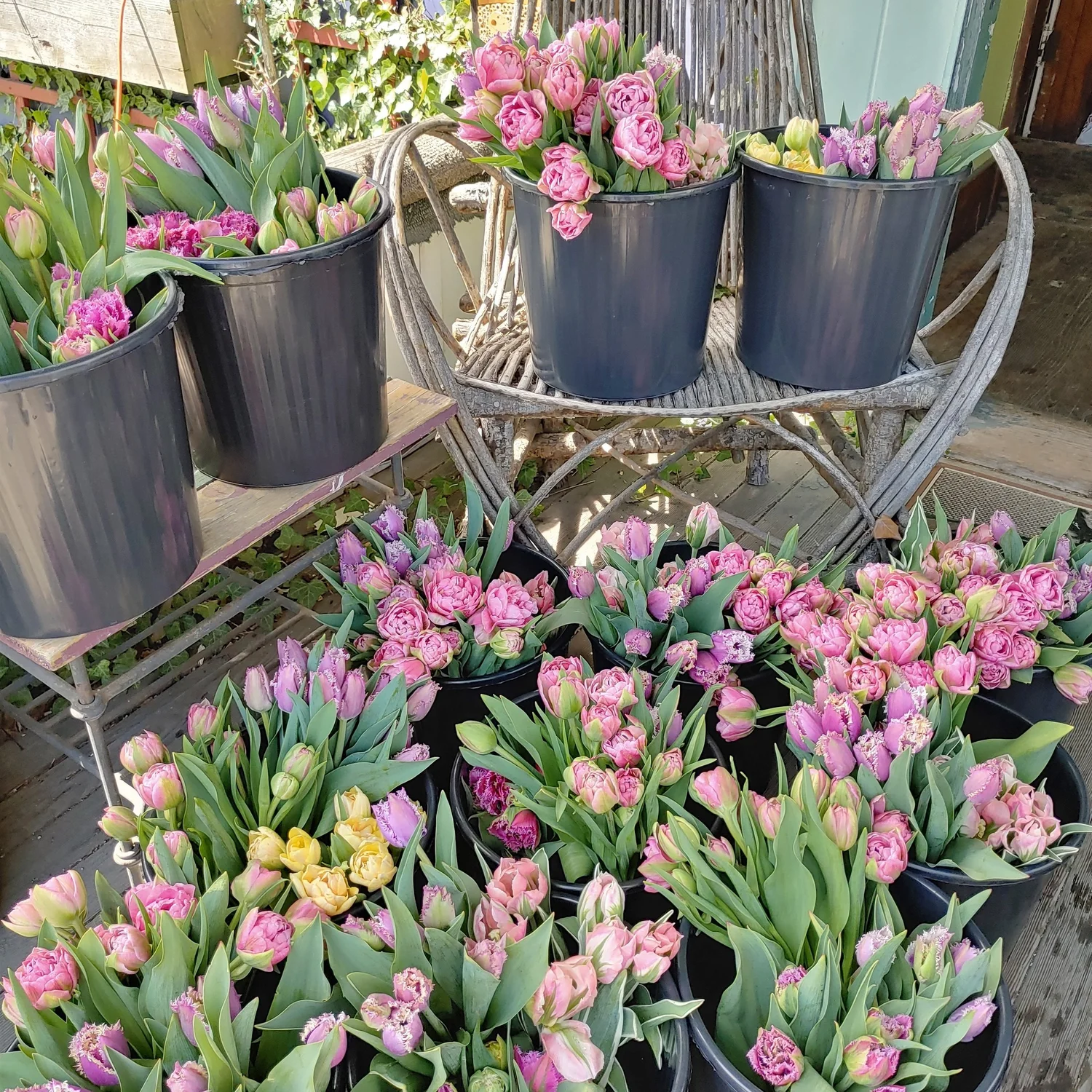 Detroit Abloom | Explore, Grow, Thrive – Join Us Today
