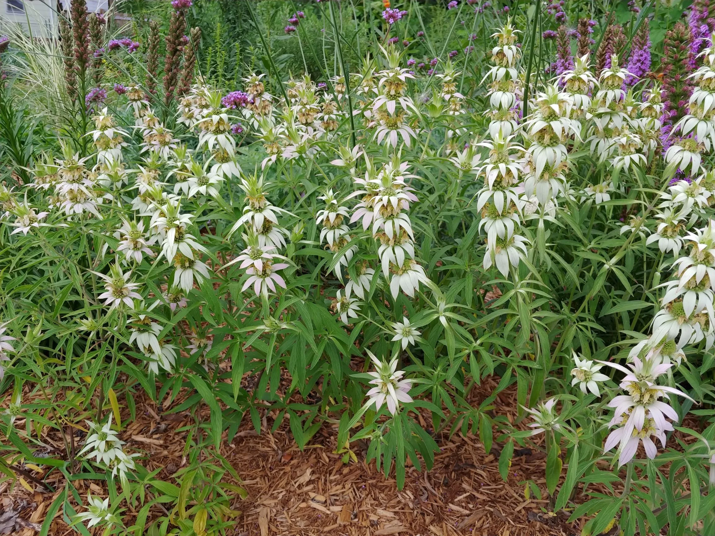 Why natives — Detroit Abloom