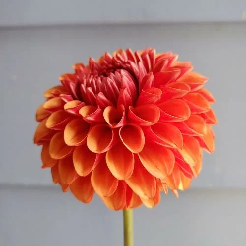 Dahlia Tuber Store — Detroit Abloom