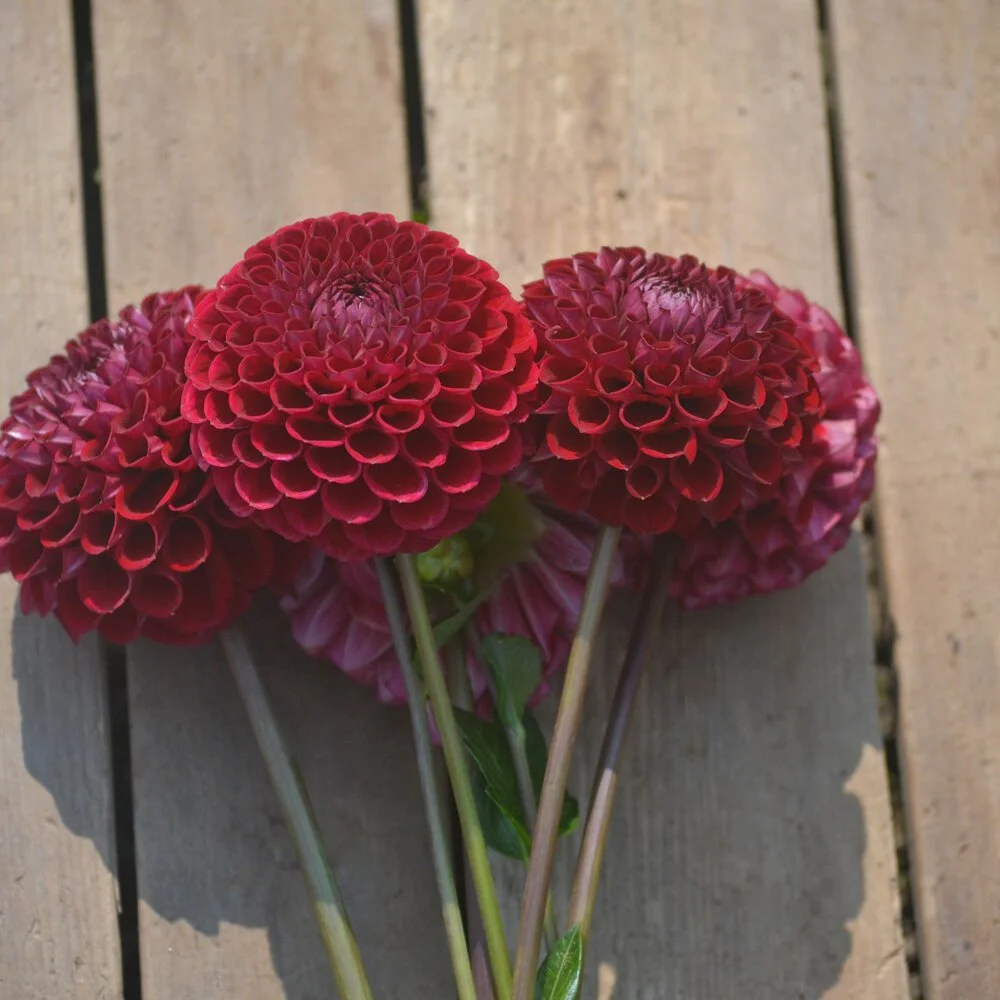 Dahlia Tuber Store — Detroit Abloom