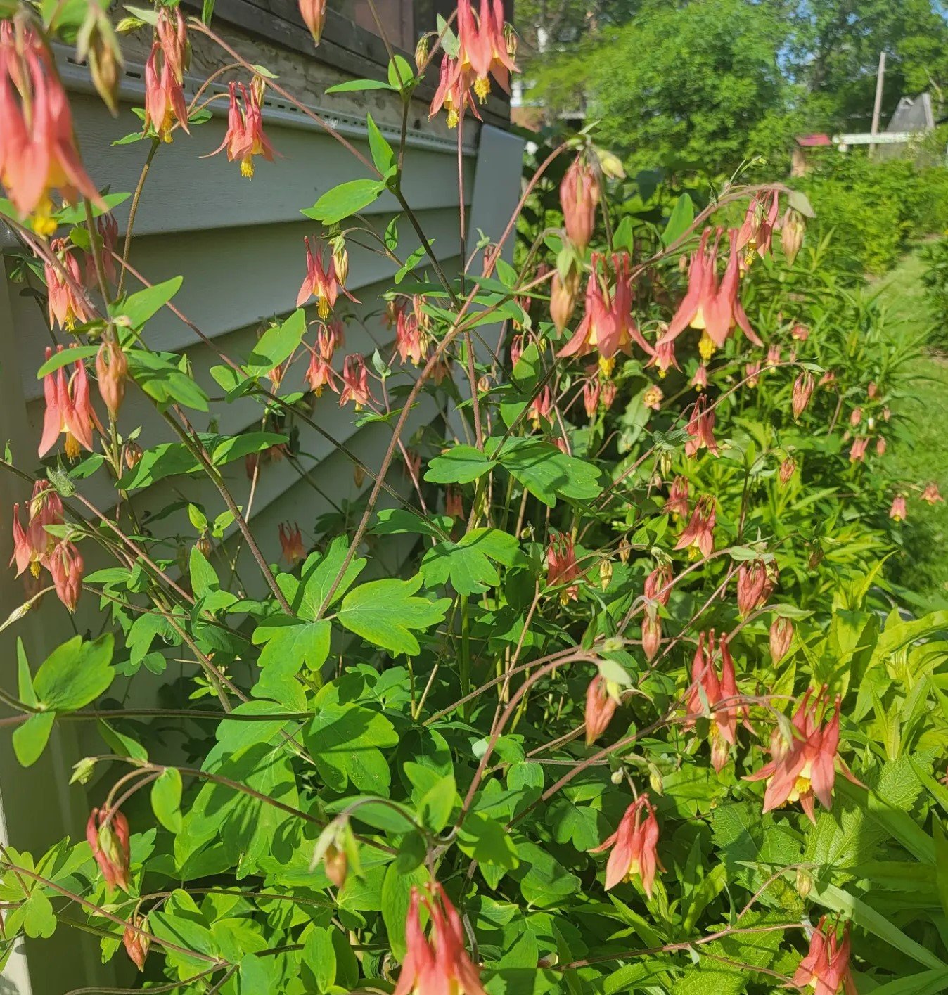 Aquilegia canadensis, Wild Columbine — Detroit Abloom