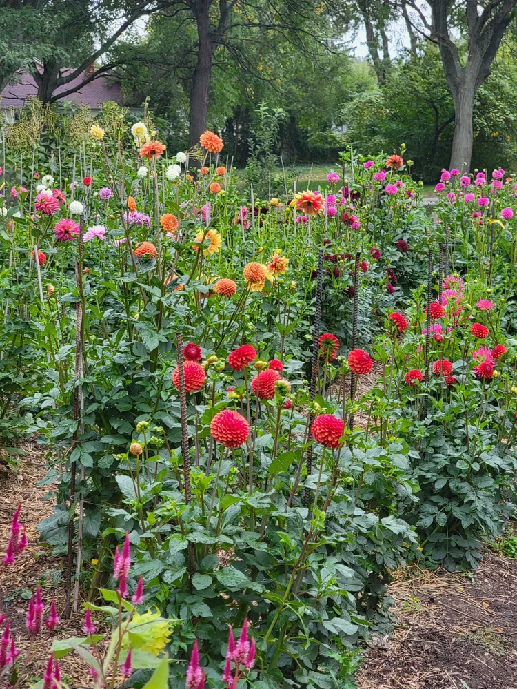 Detroit Abloom