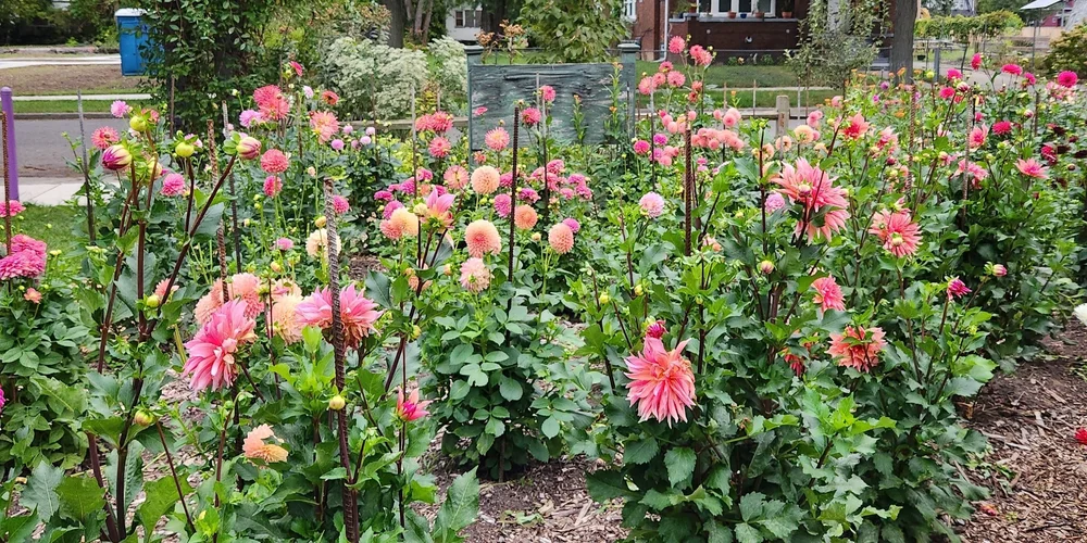Detroit Abloom