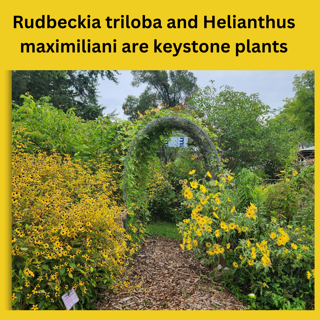 Keystone Plants — Detroit Abloom