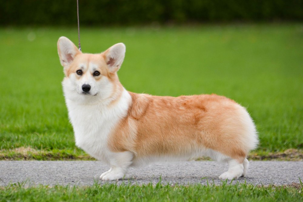 Cadwyn Corgis | CKC Pembroke Welsh Corgi Breeder Canada