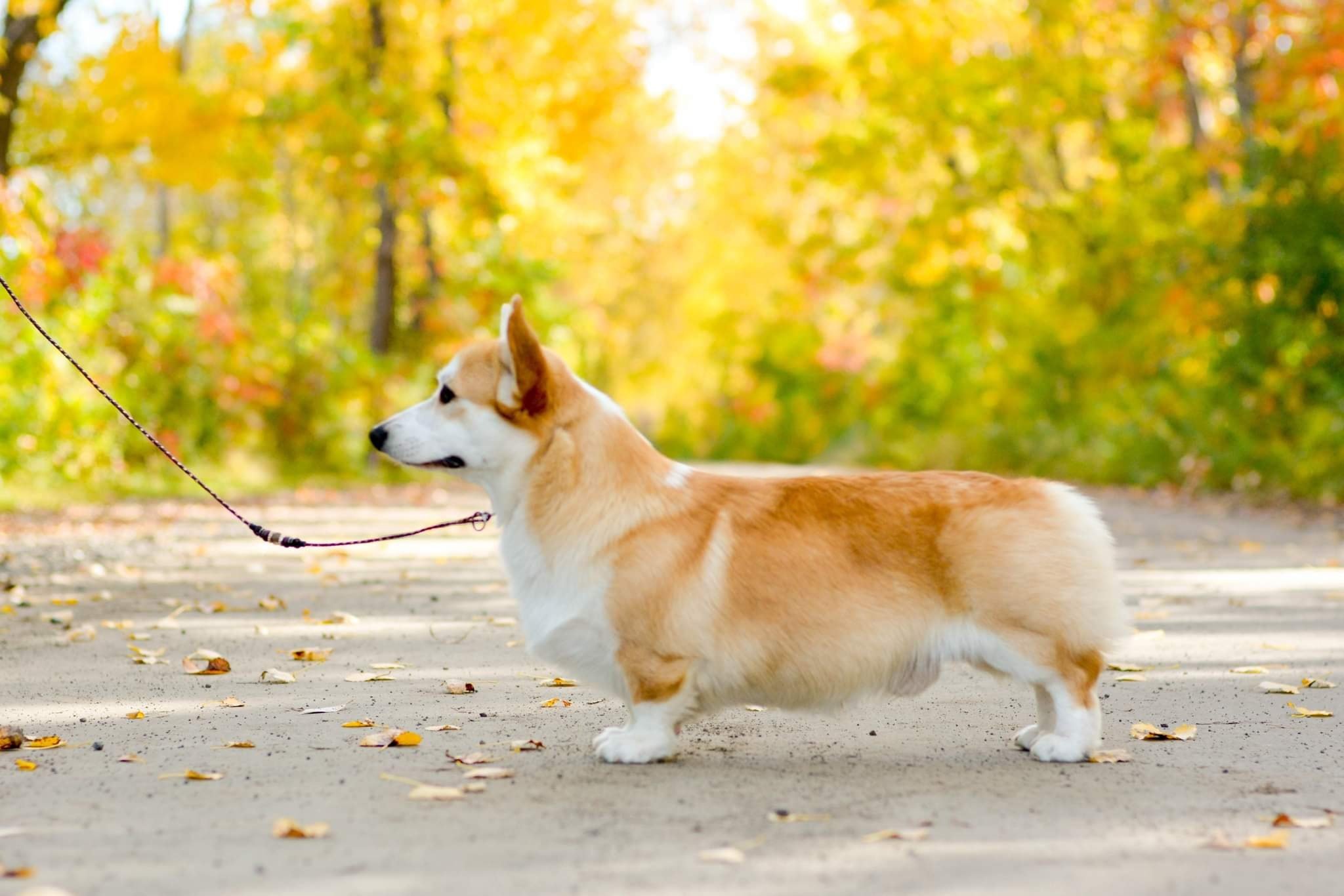 Cadwyn Corgis | CKC Pembroke Welsh Corgi Breeder Canada