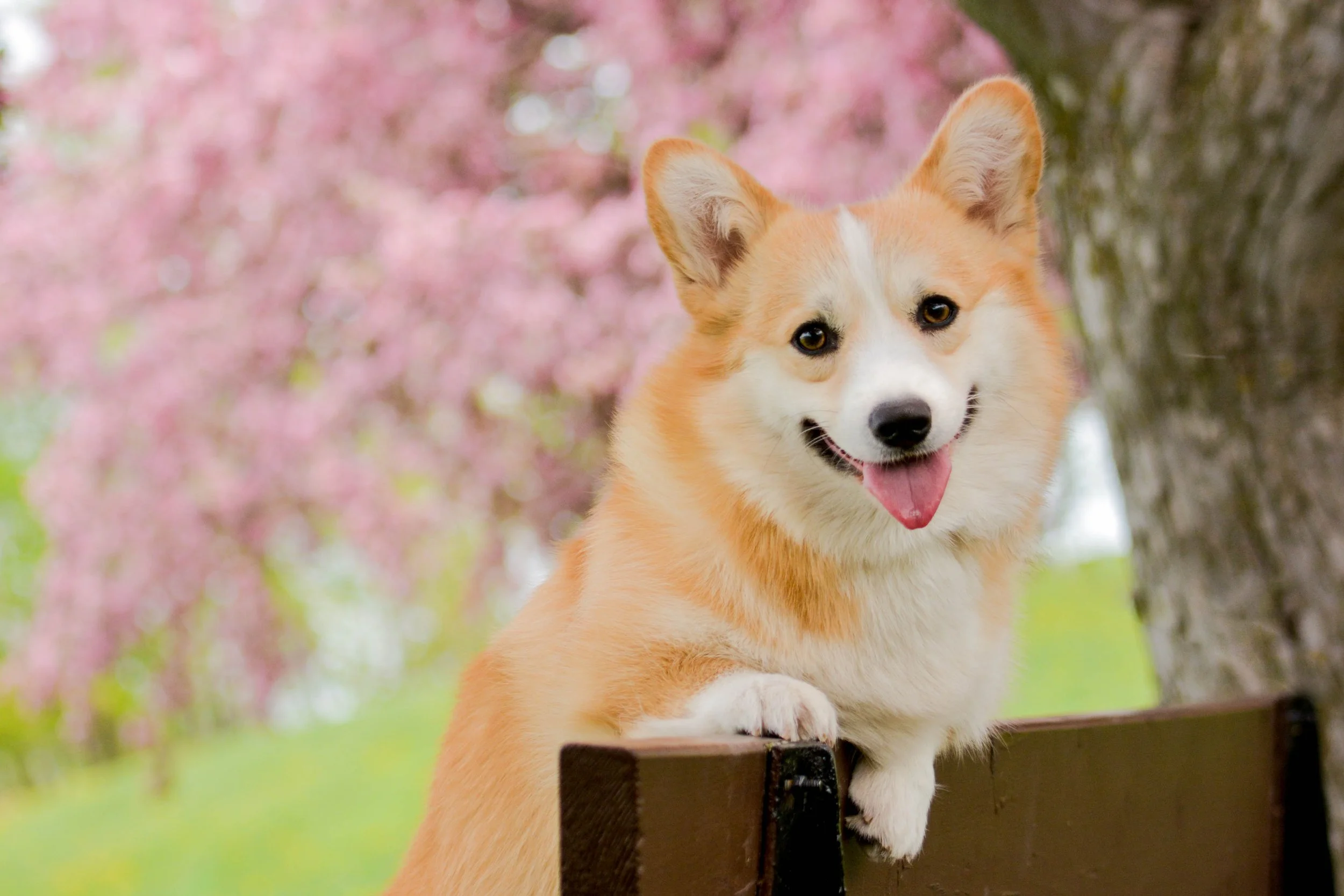Cadwyn Corgis | CKC Pembroke Welsh Corgi Breeder Canada