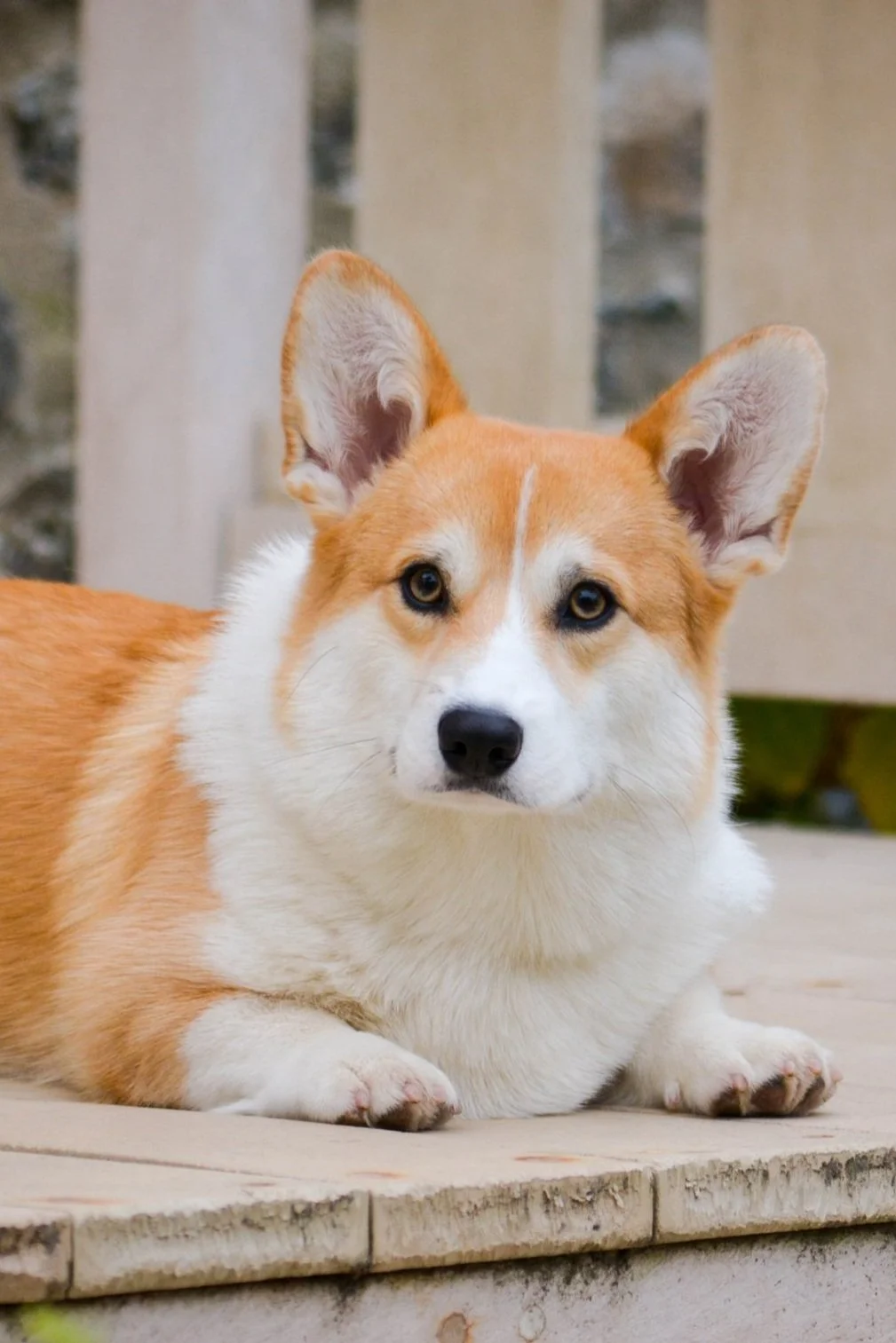 Our Males — Cadwyn Corgis | CKC Pembroke Welsh Corgi Breeder Canada