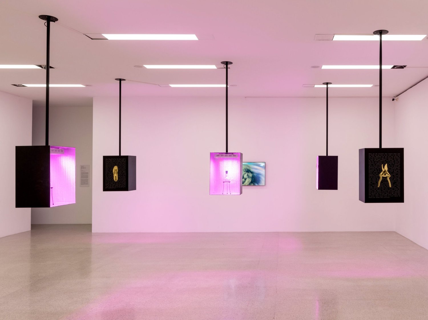 New York: The Life Story of Cornelius Johnson's Olympic Oak and Other ...