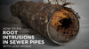 How to Fix Root Intrusions in Sewer Pipes (with less hassle) — T3 ...