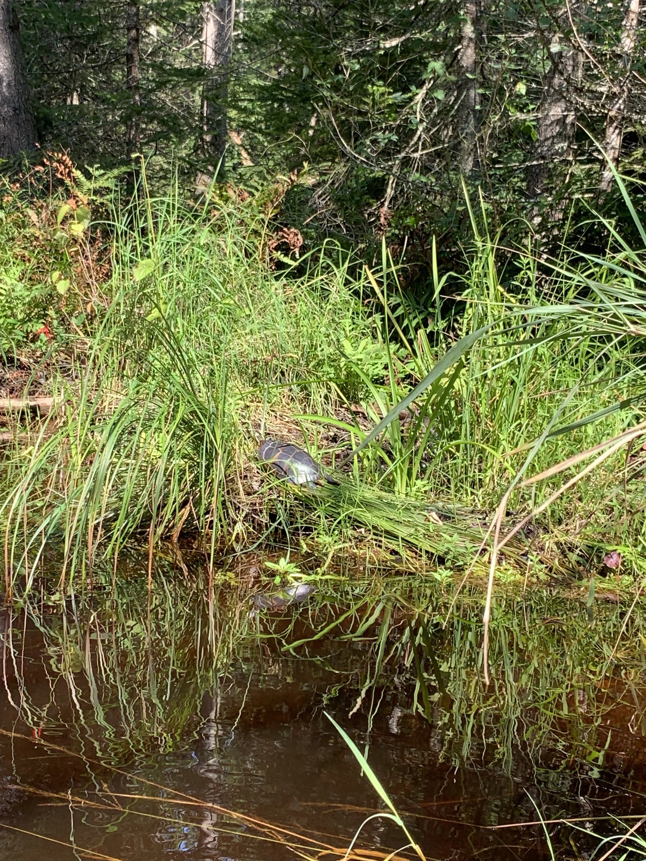 Protecting-our-pond — Perkins Pond Protective Association