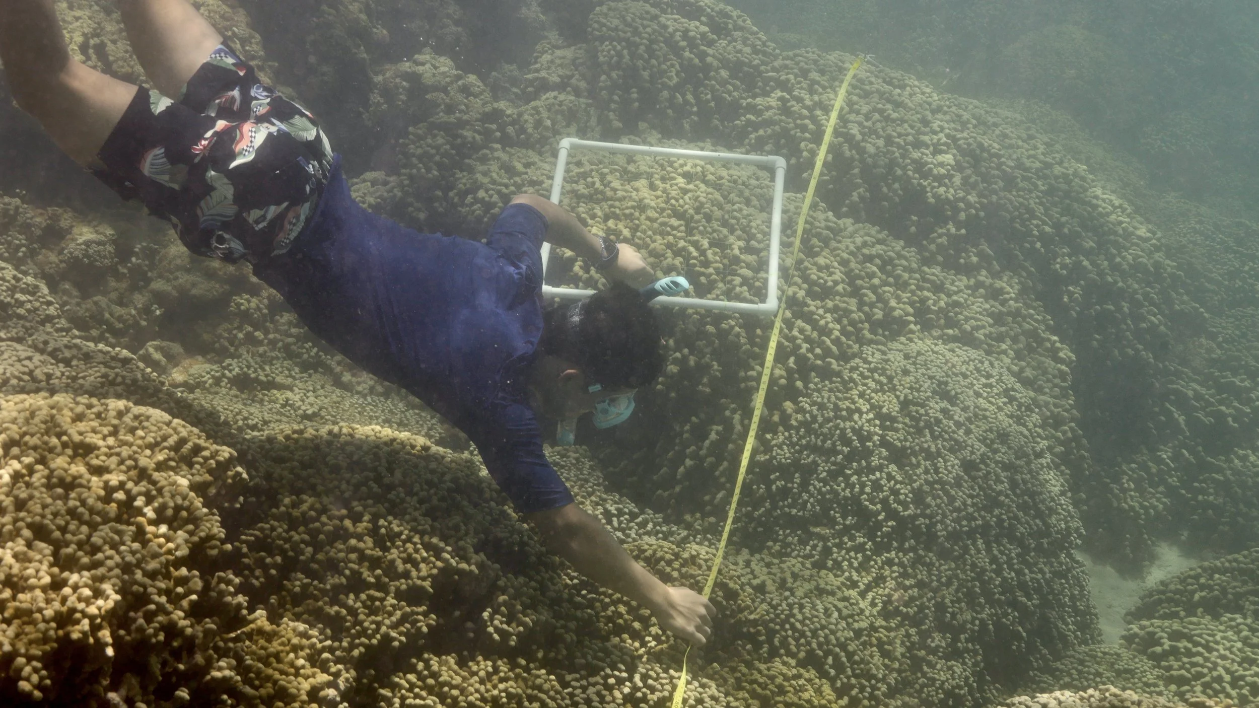 REMS — HIMB | REMS