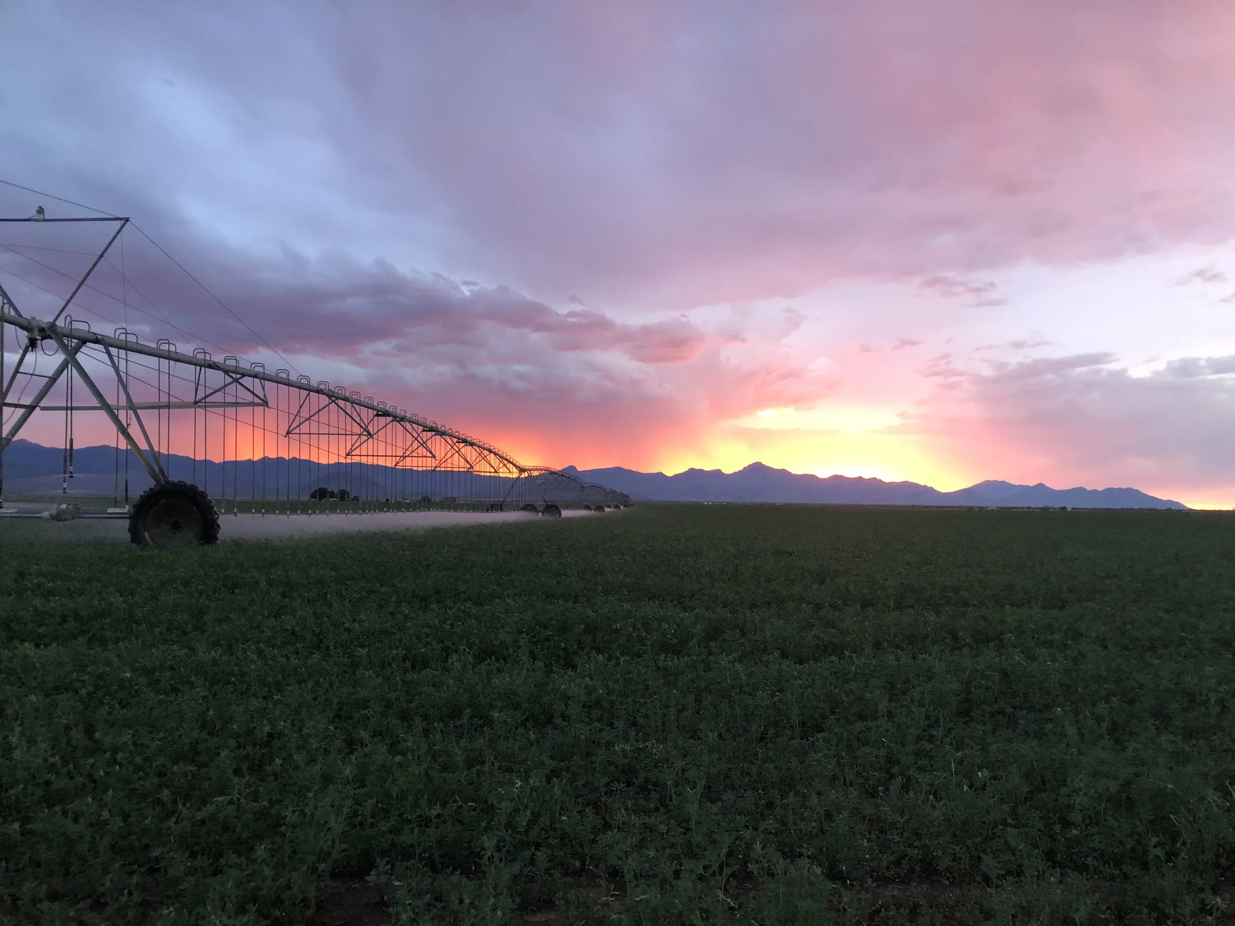 About — WhiteBarn Hay & Cattle