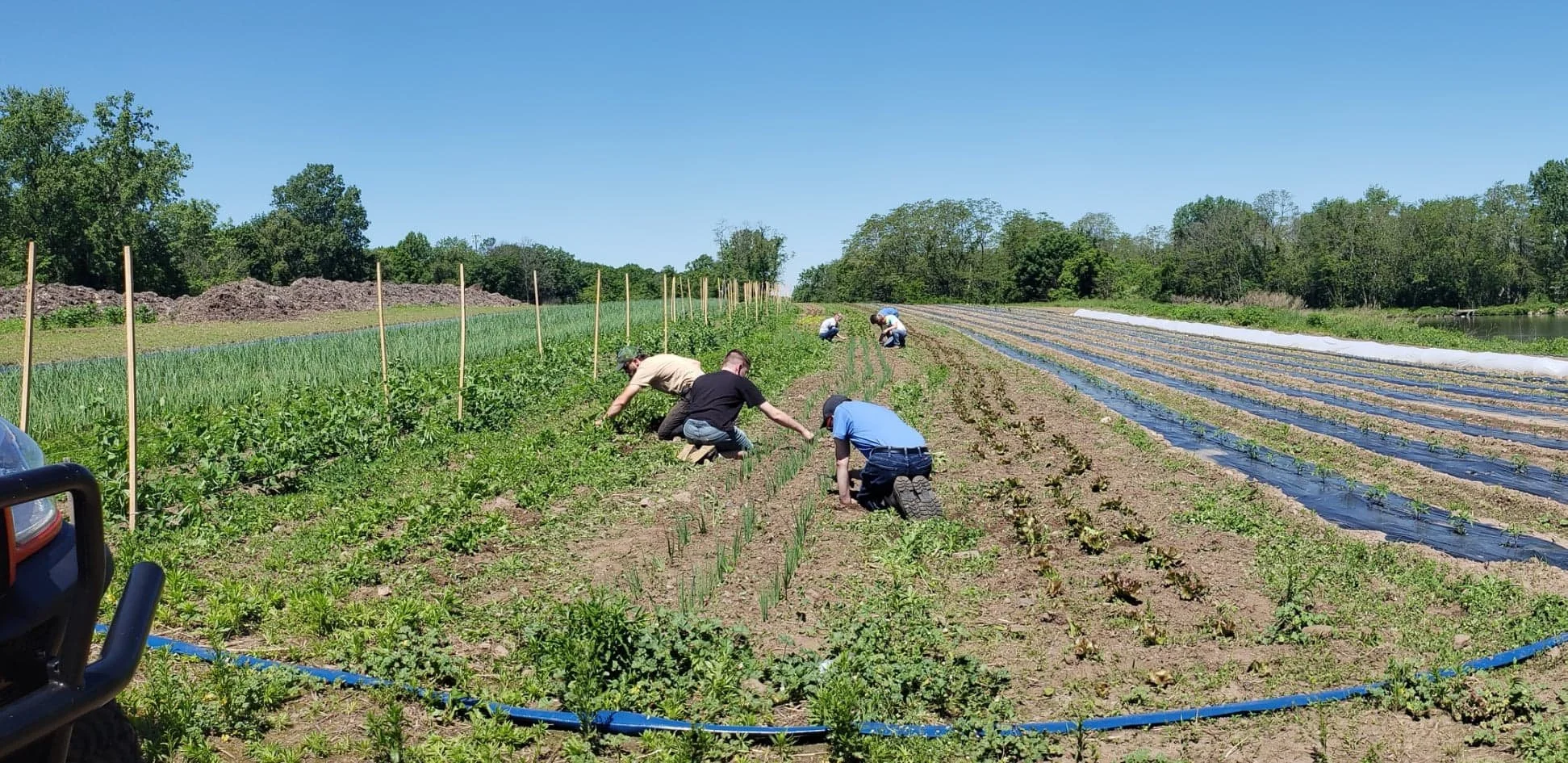 Welcome to Homesteads for Hope's Community Farm