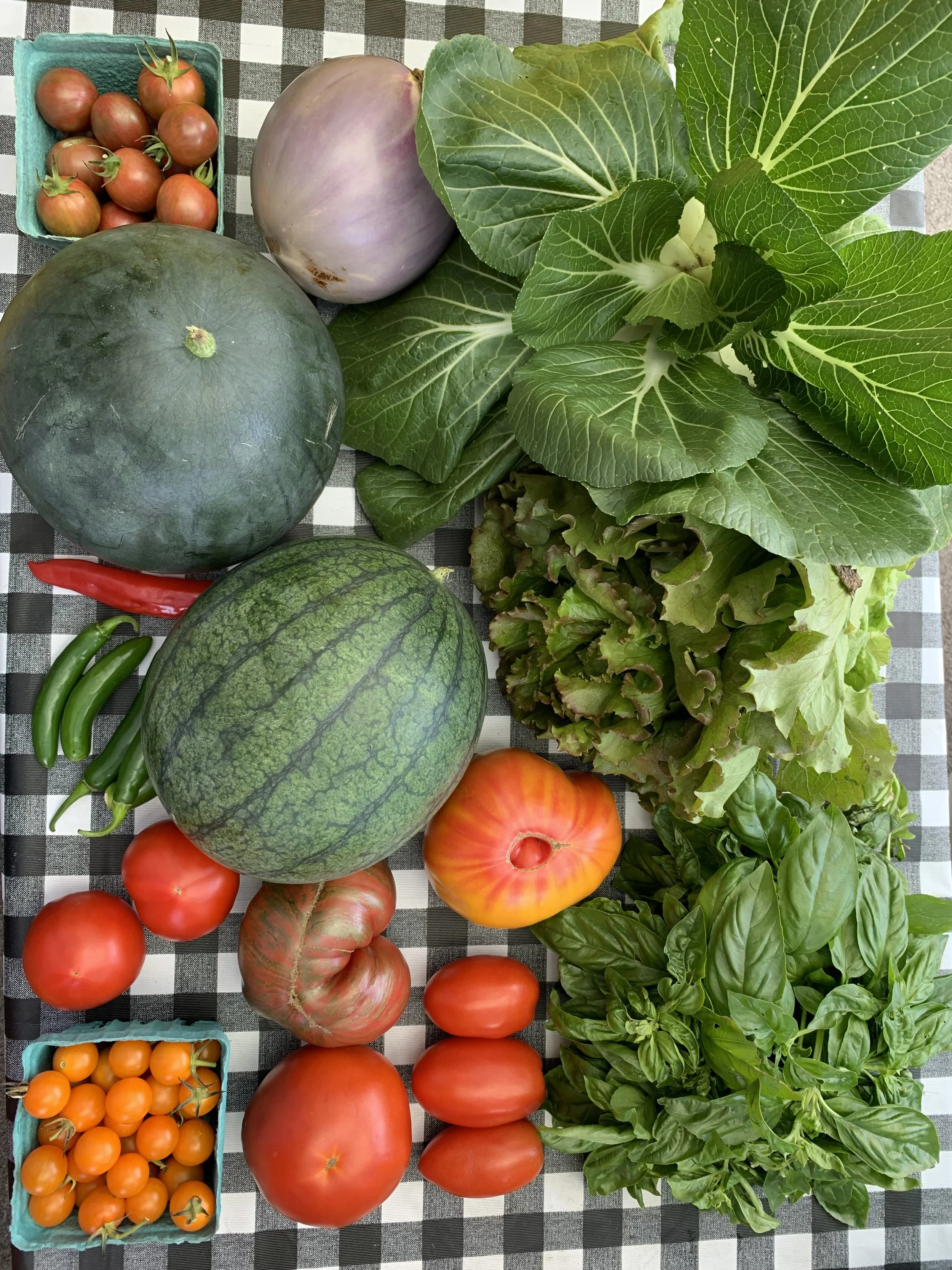 Welcome to Homesteads for Hope's Community Farm