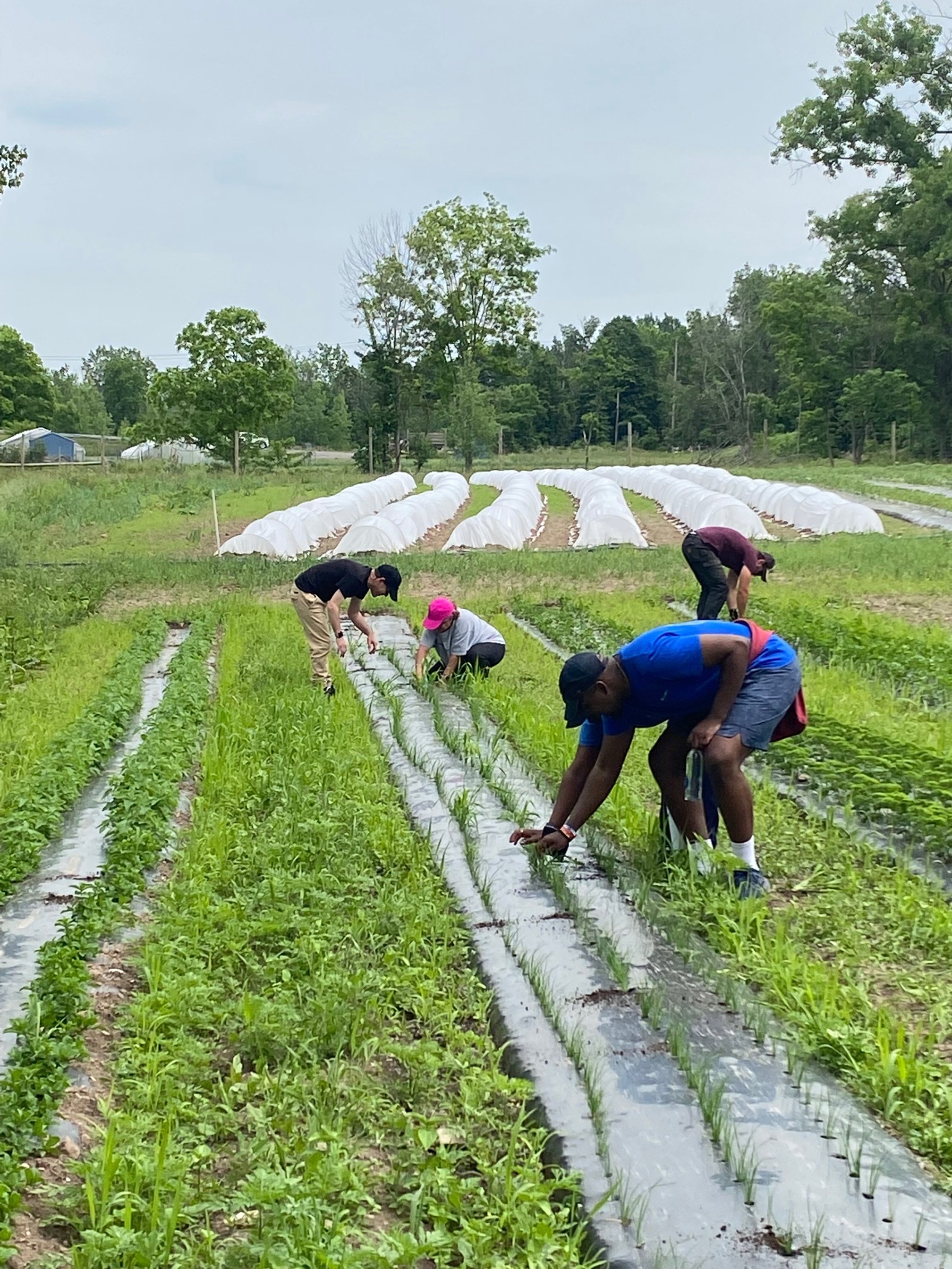Homesteads for Hope— CSA: Community Supported Agriculture